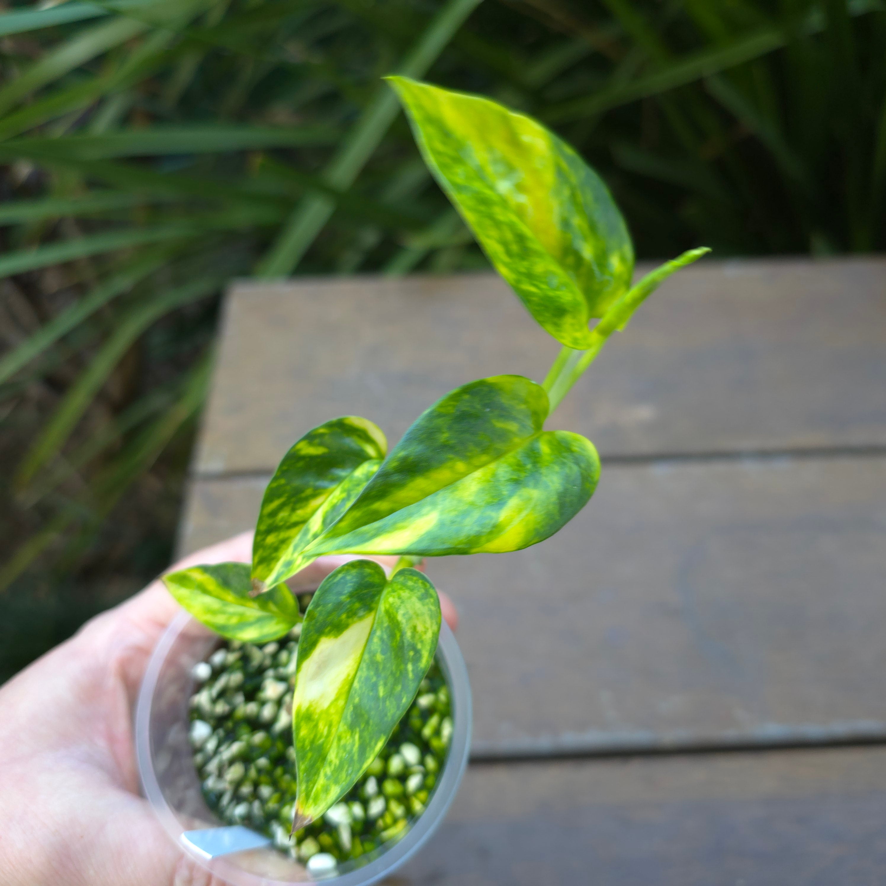 Epipremnum – My Plantasy