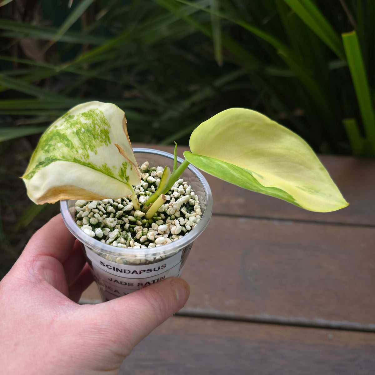 Rare Scindapsus Jade Satin Aurea variegated established plant – My Plantasy