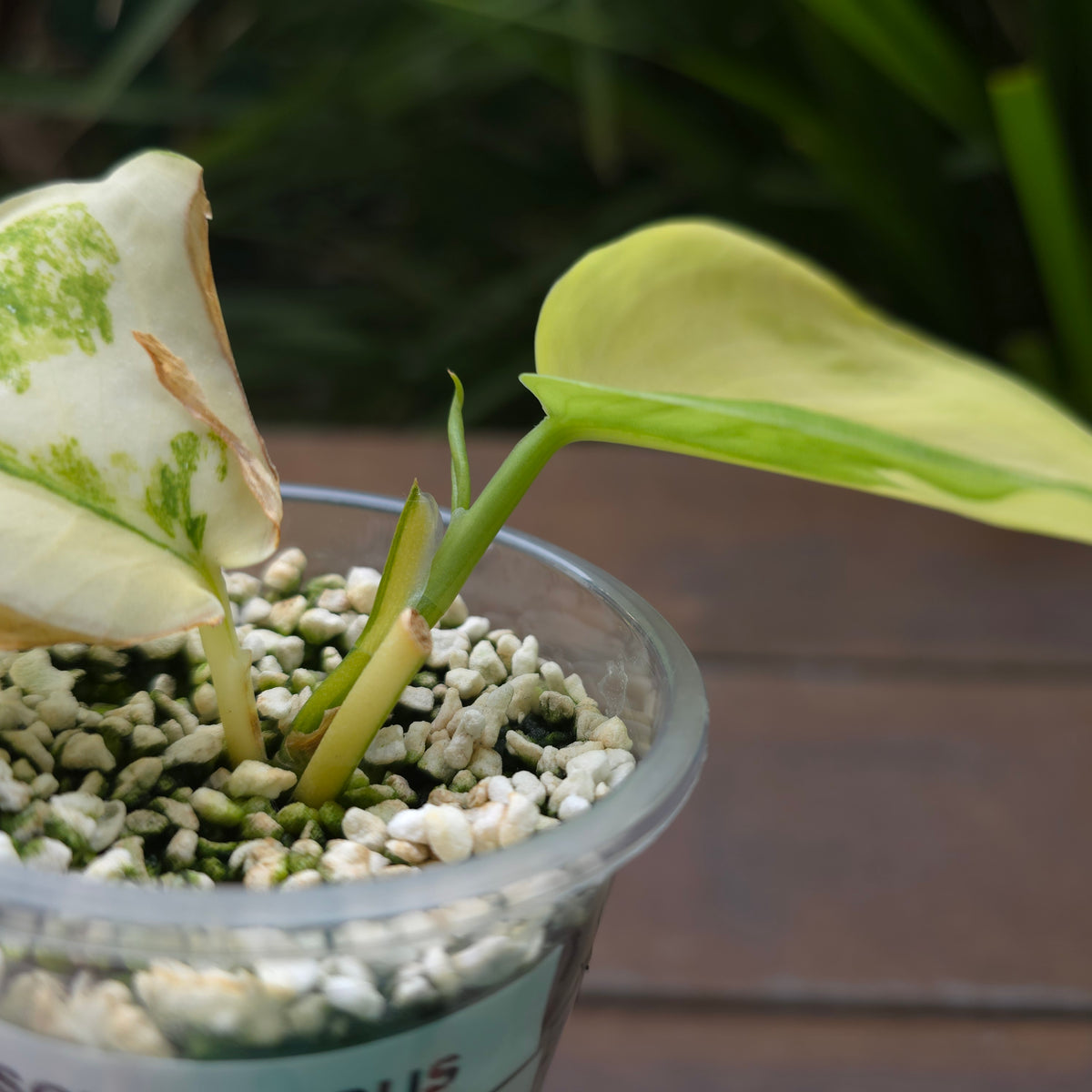 Rare Scindapsus Jade Satin Aurea variegated established plant – My Plantasy