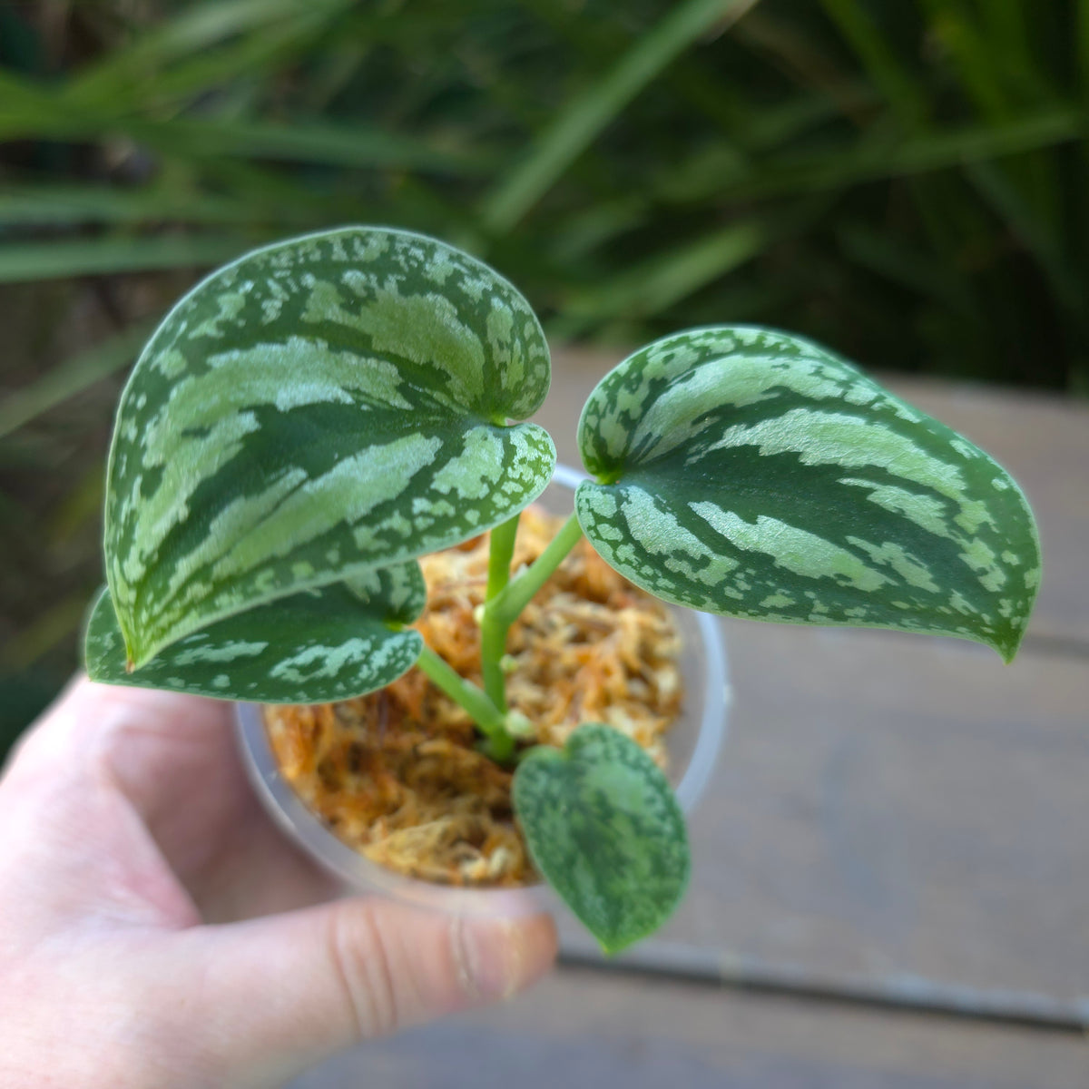 Rare Scindapsus Tricolour variegated plant – My Plantasy