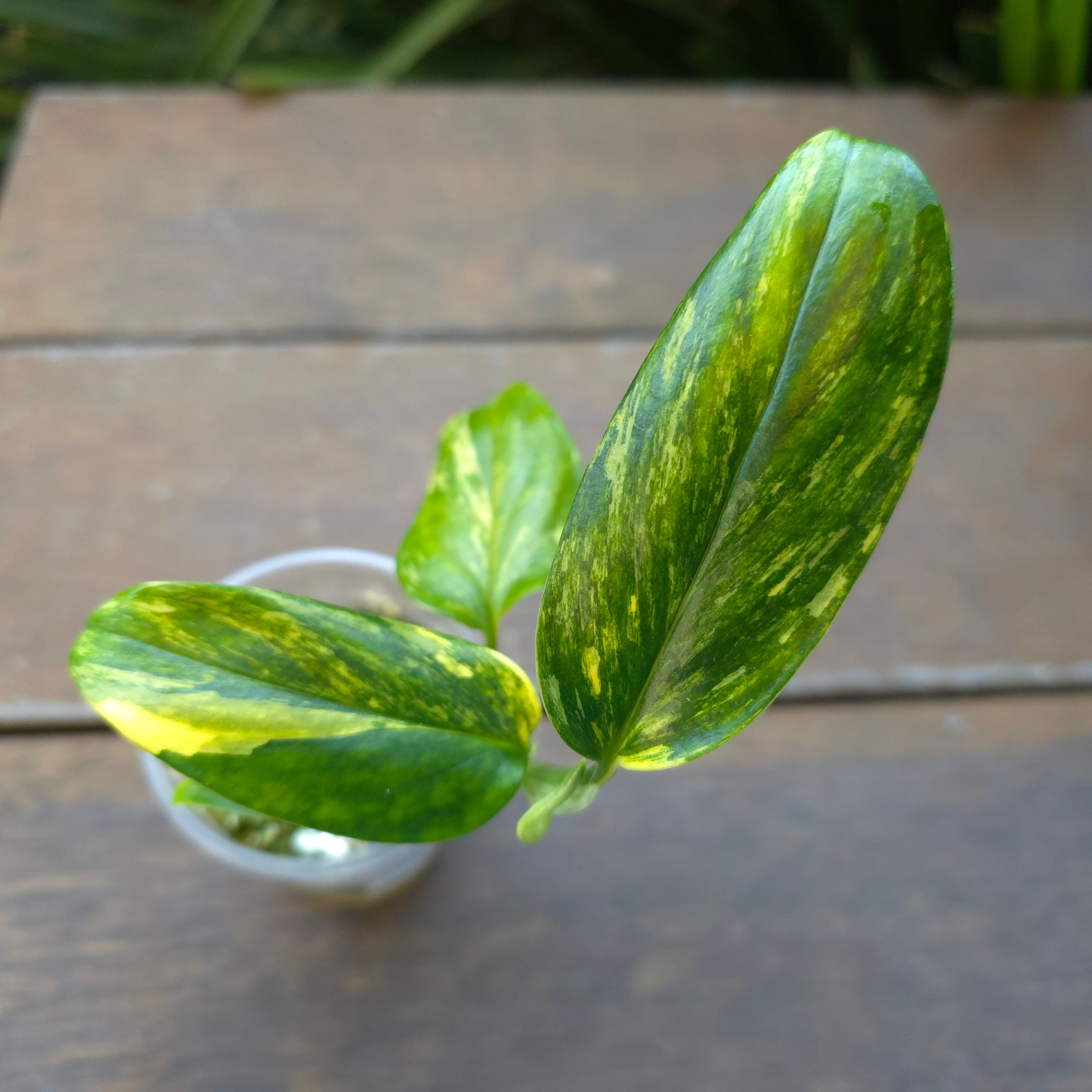 🌿Updated pics🌿 Rare Monstera Standleyana Area Variegated Plant – My ...