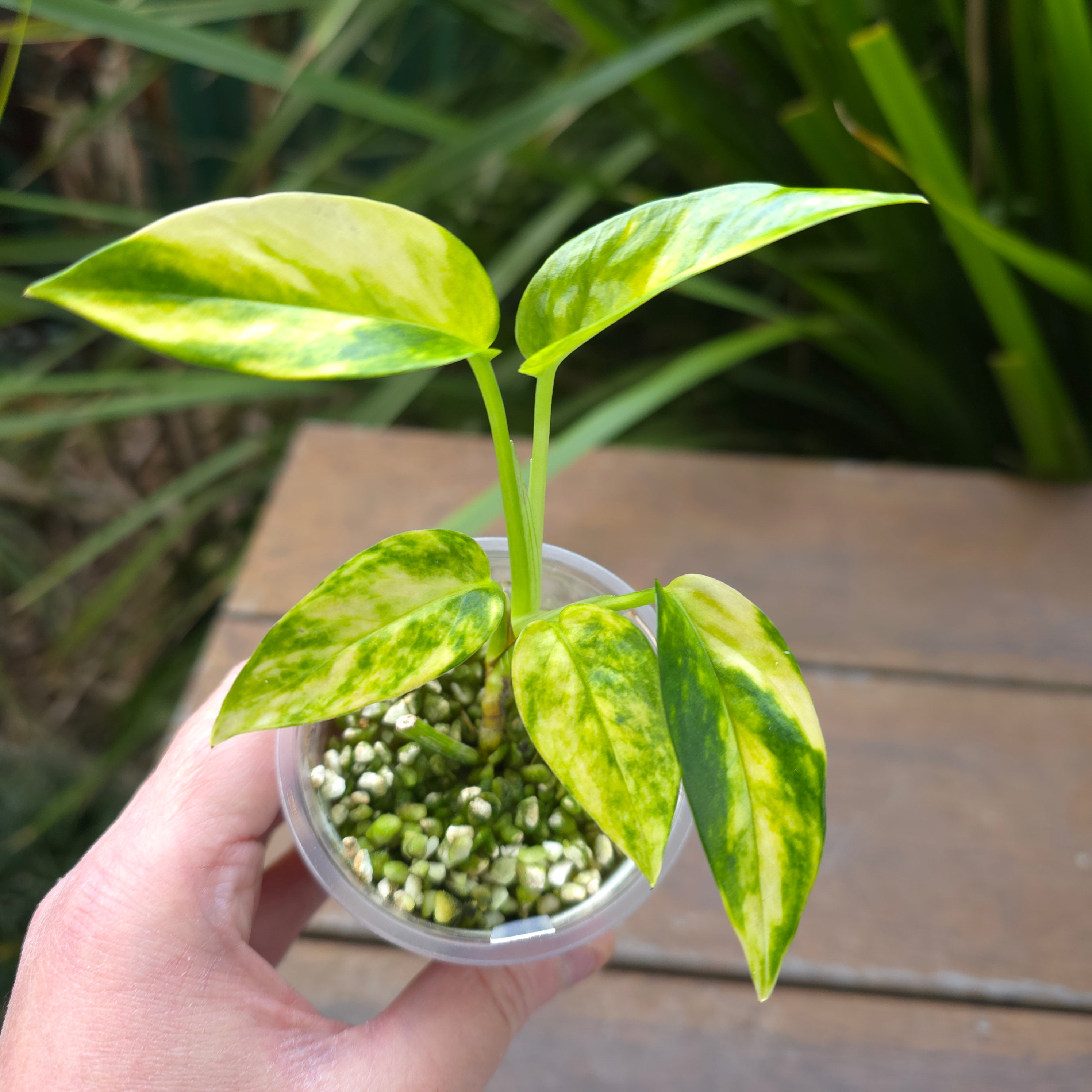 Rare Epipremnum Pinnatum Aurea Variegated established plant (B) – My ...
