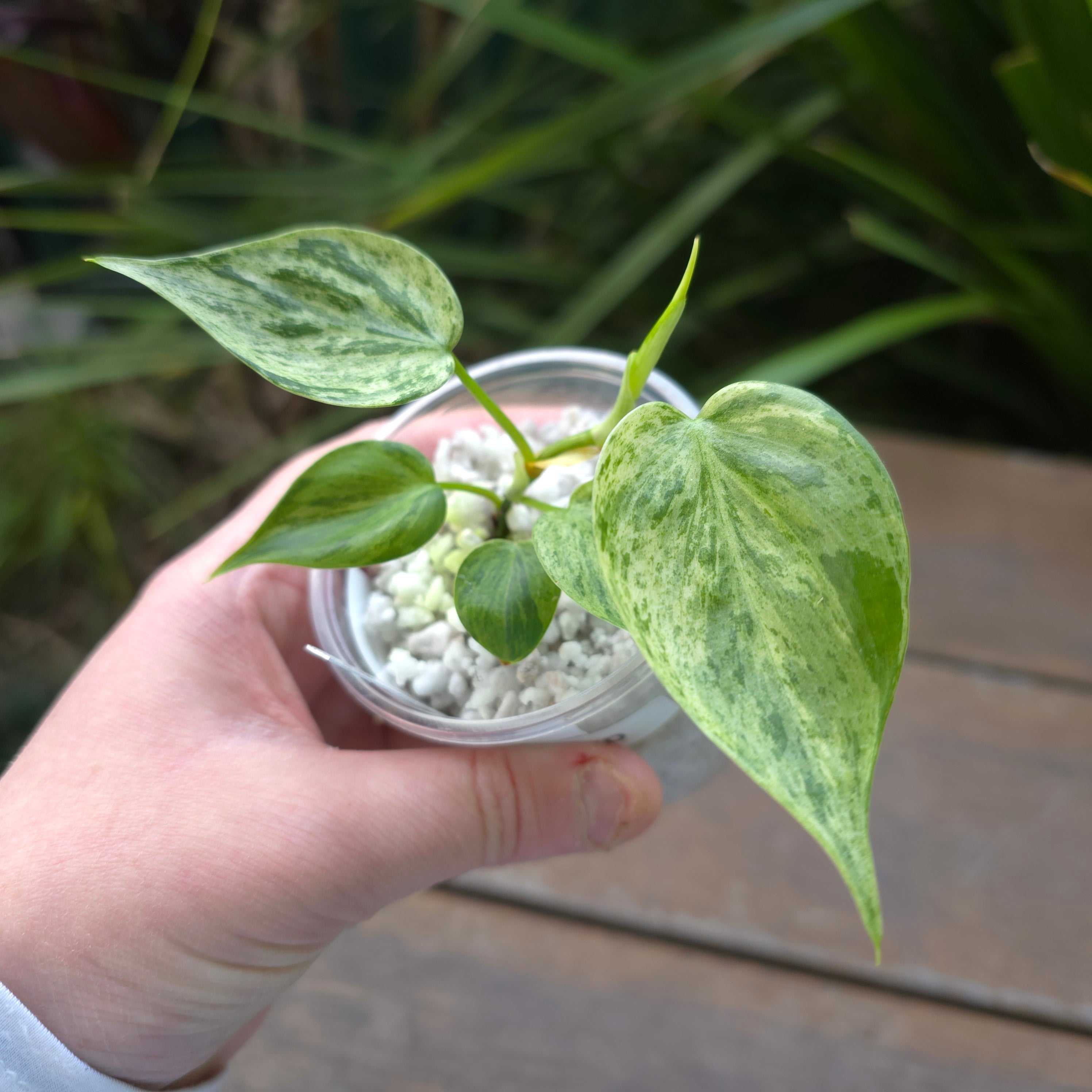Rare Philodendron Heartleaf highly variegated established plant (B ...