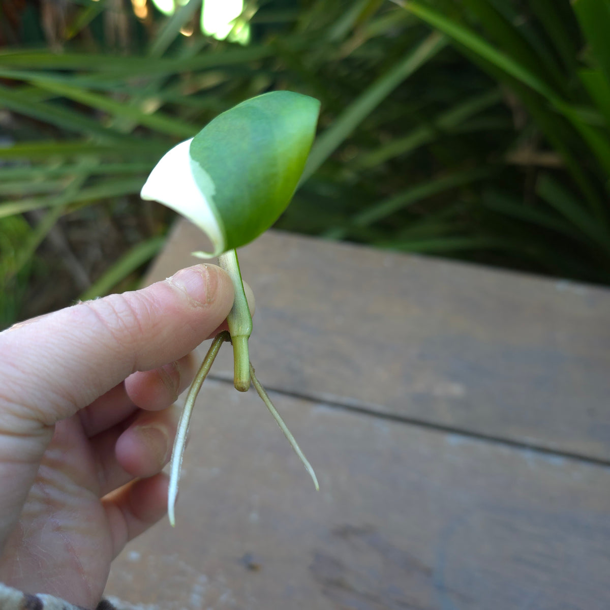Super Rare Scindapsus Blue Albo Variegated Rooted Cutting (A) non tc ...