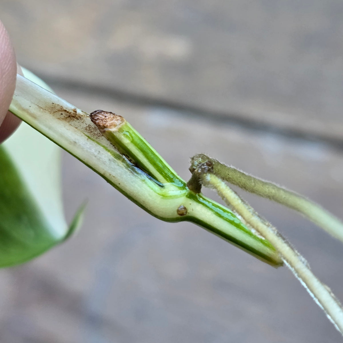 Super Rare Scindapsus Blue Albo Variegated Rooted Cutting (A) non tc ...
