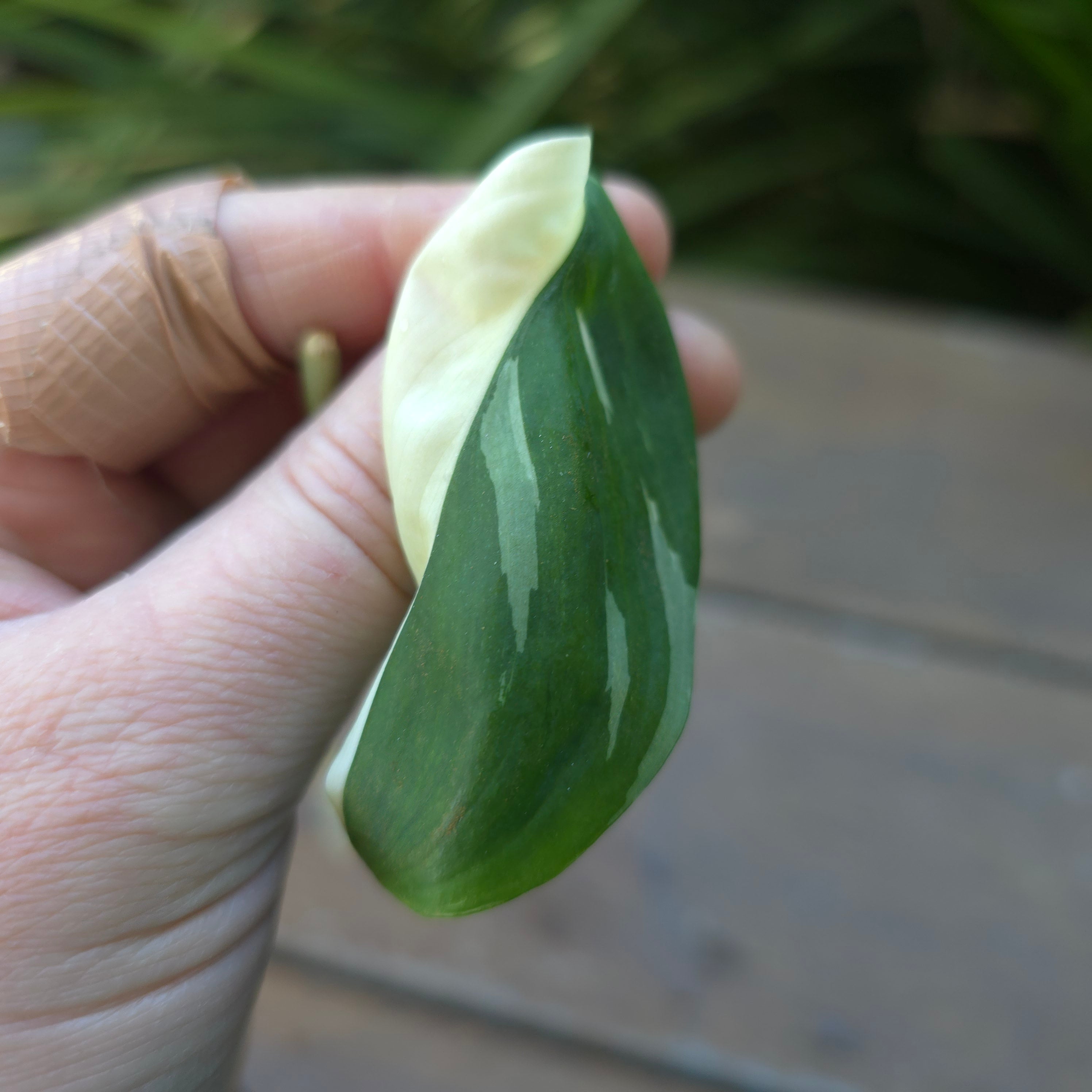 Rare Scindapsus Blue Albo Variegated Rooted Cutting (C) non tc – My ...
