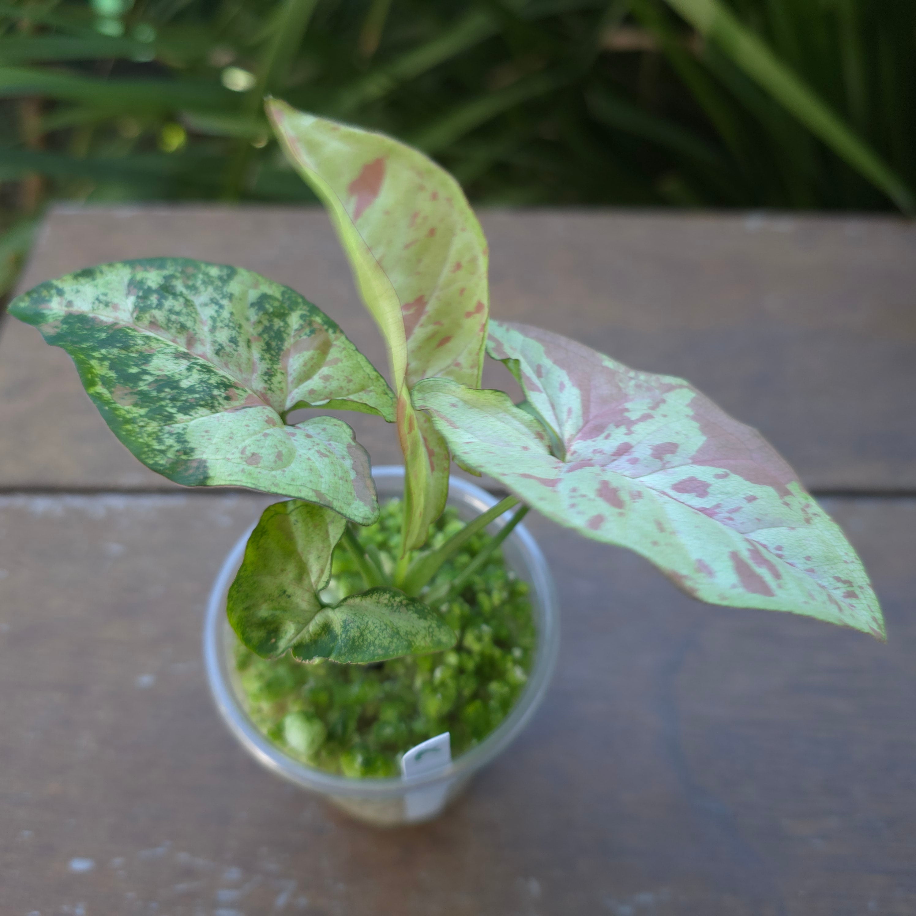 Rare Syngonium Confetti Tricolour established plant (A)non tc – My Plantasy