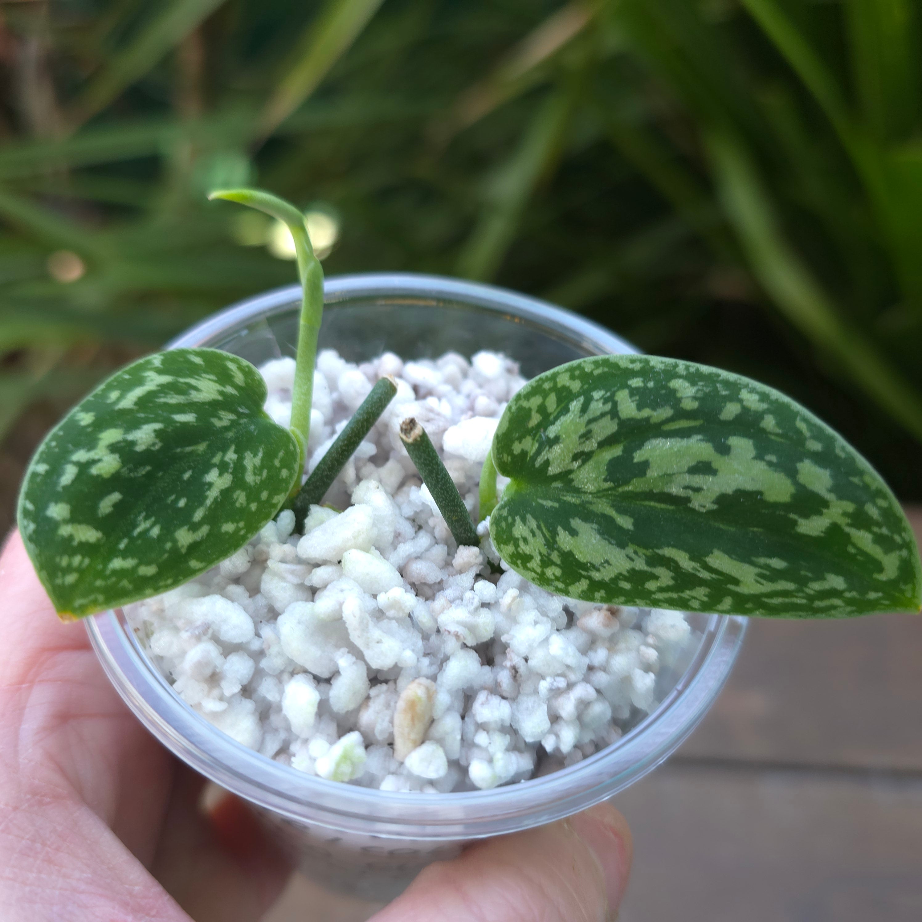 Rare Scindapsus Tricolour variegated double planted Non TC – My Plantasy