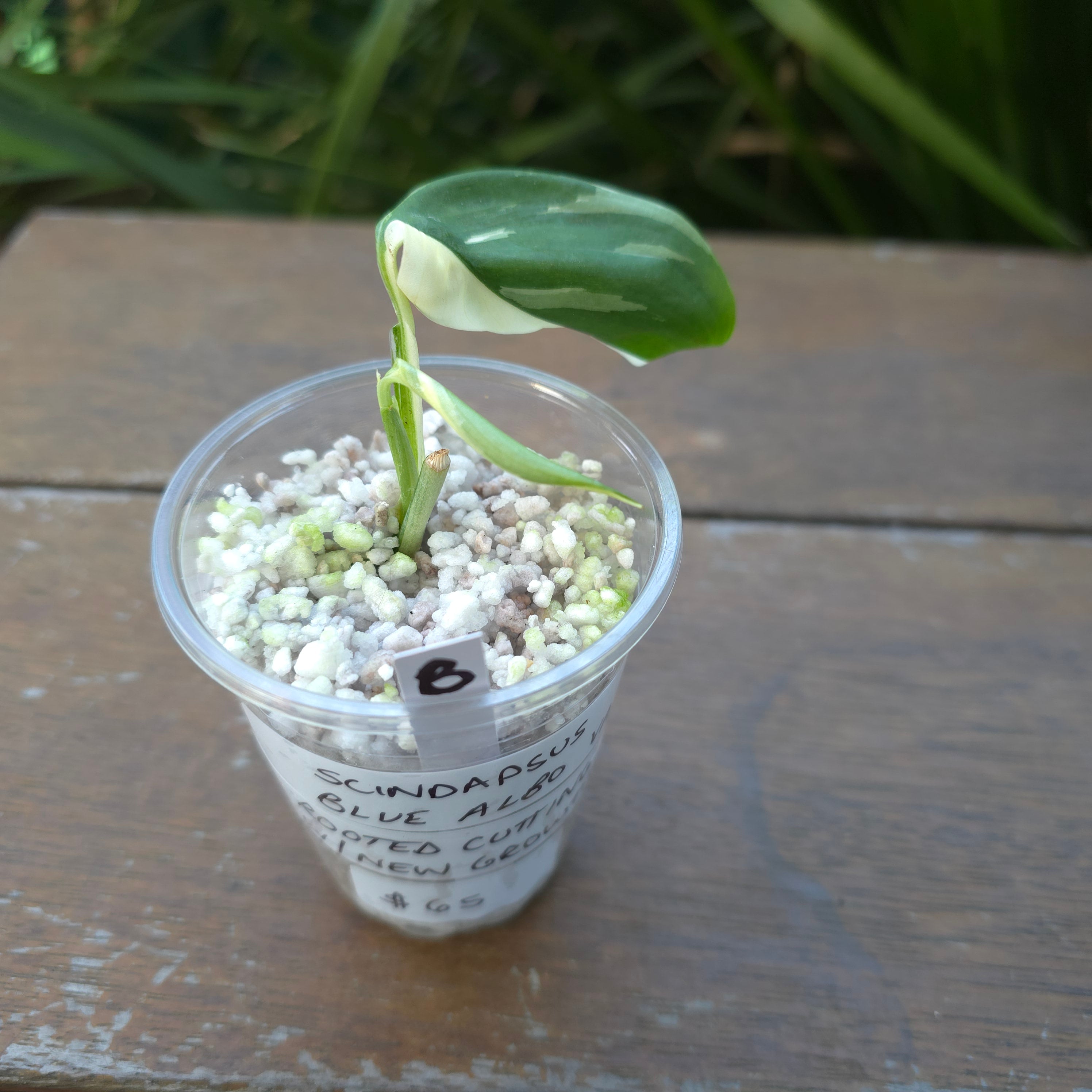 Super Rare Scindapsus Blue Albo Variegated litte plant (B) non tc – My ...