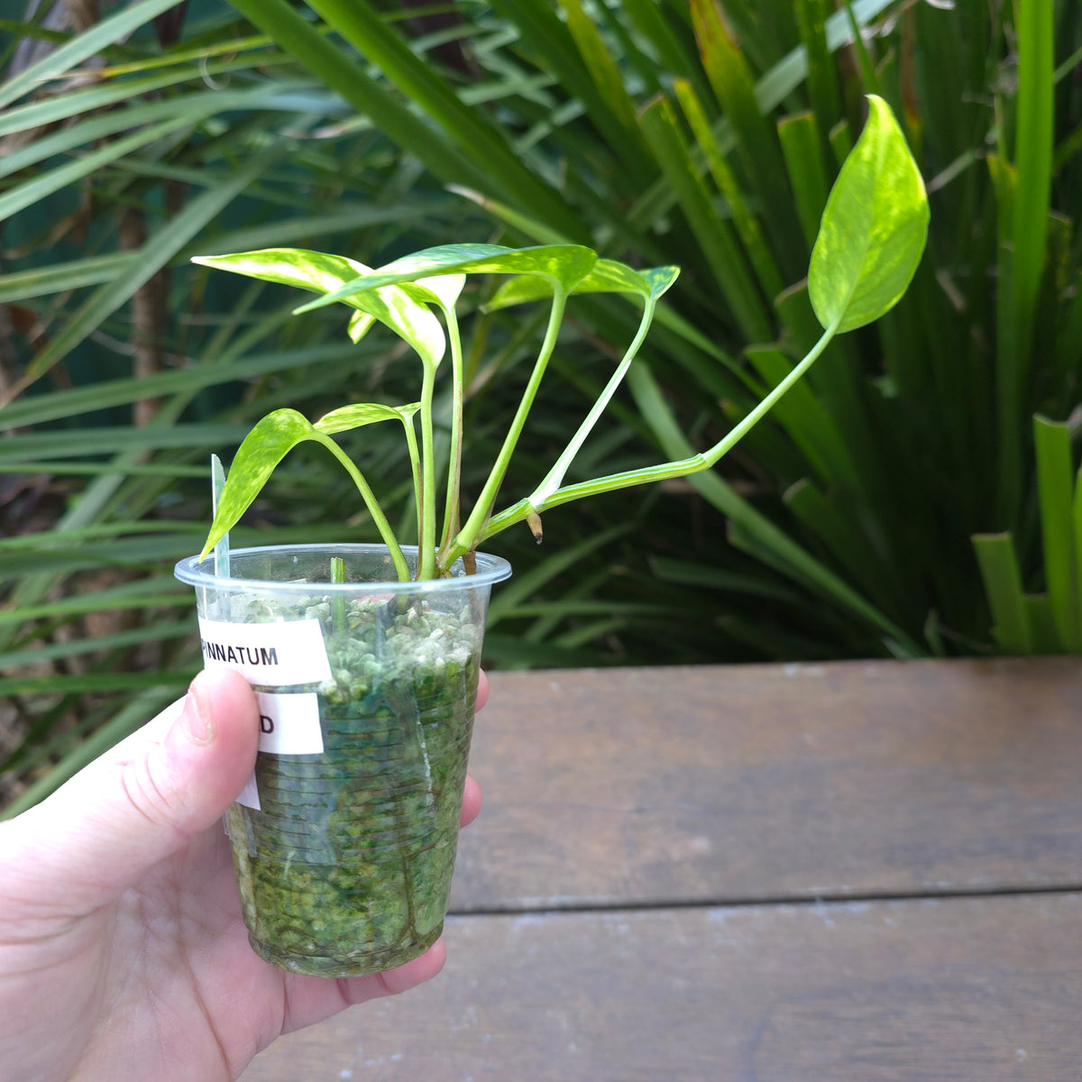 Rare Epipremnum Pinnatum Aurea variegated established Plant (A) – My ...