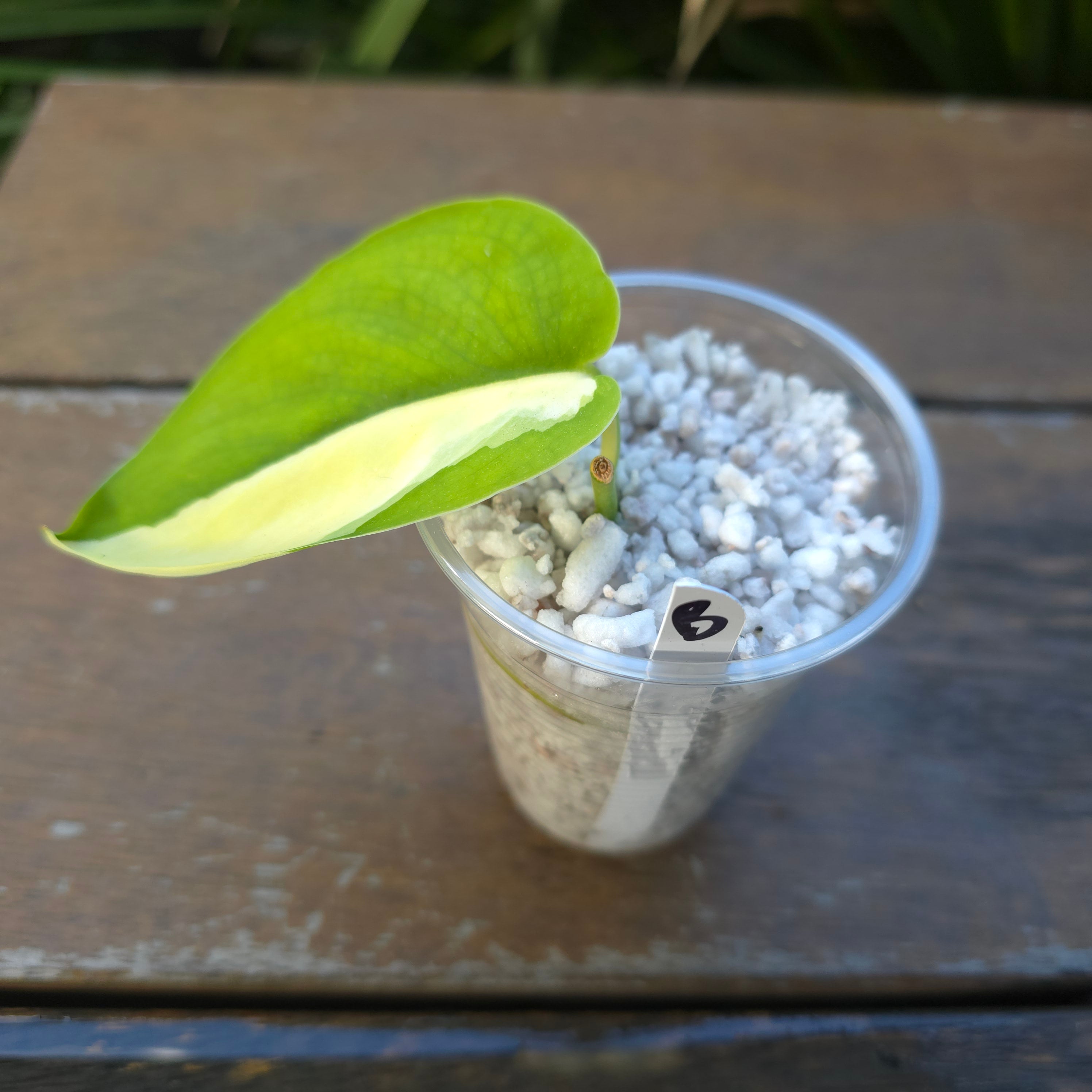 Rare Scindapsus Jade Satin Aurea variegated established plant (B) Non ...