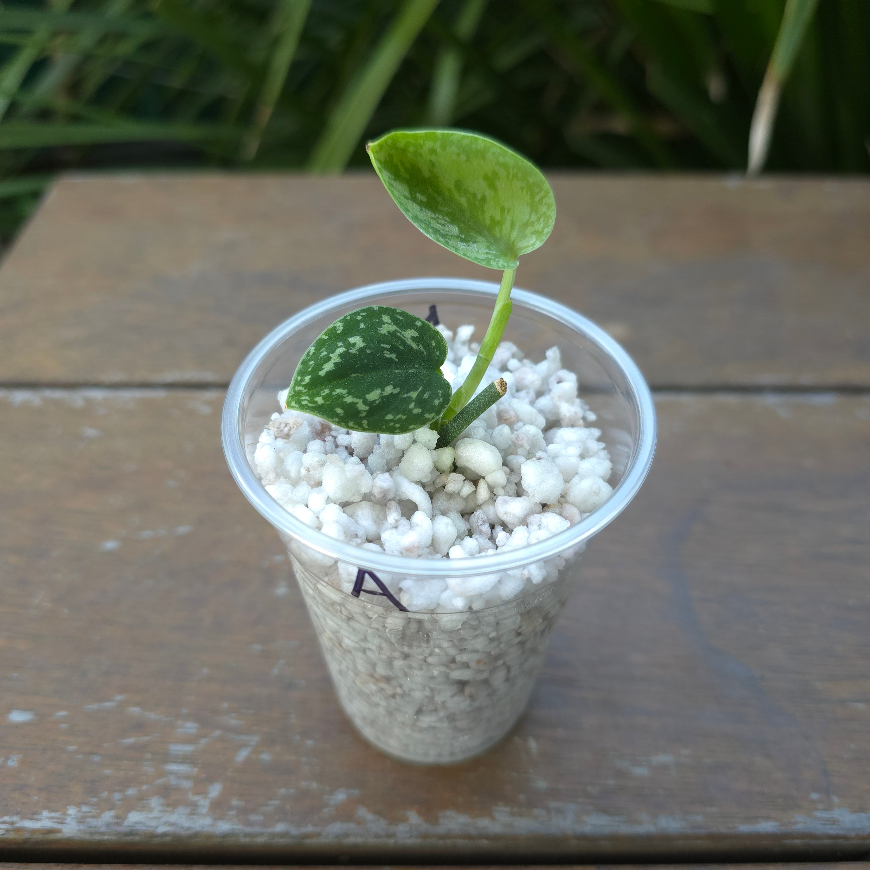 Rare Scindapsus Tricolour variegated established baby plant (A)Non TC ...