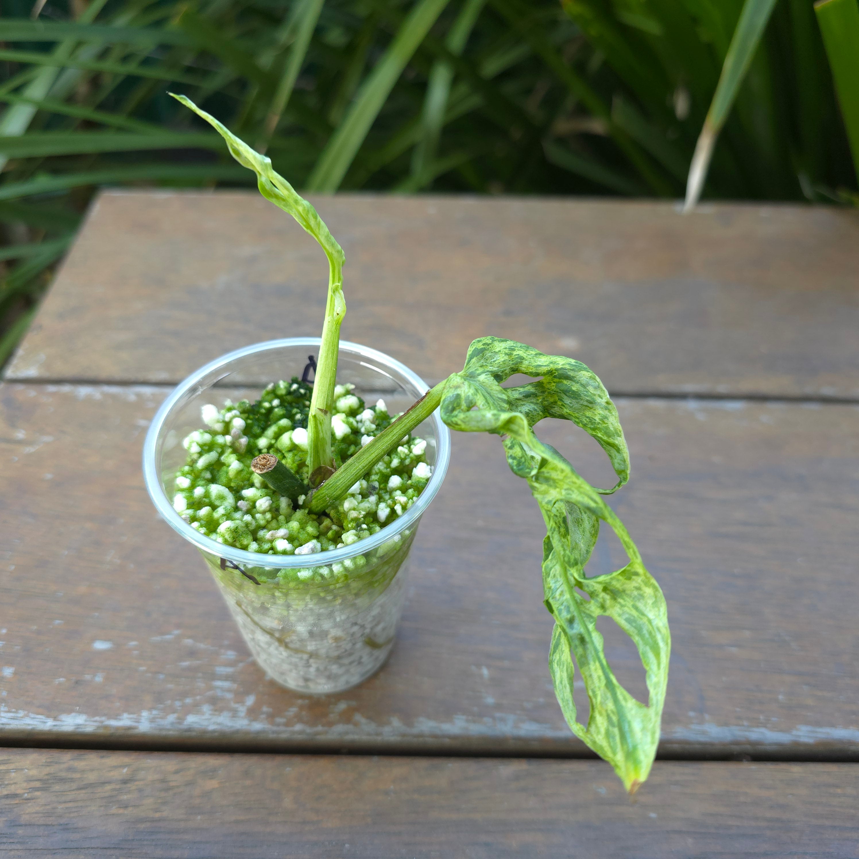 Rare Monstera Adansonii Mottled / Mint variegated plant (A) non tc – My ...