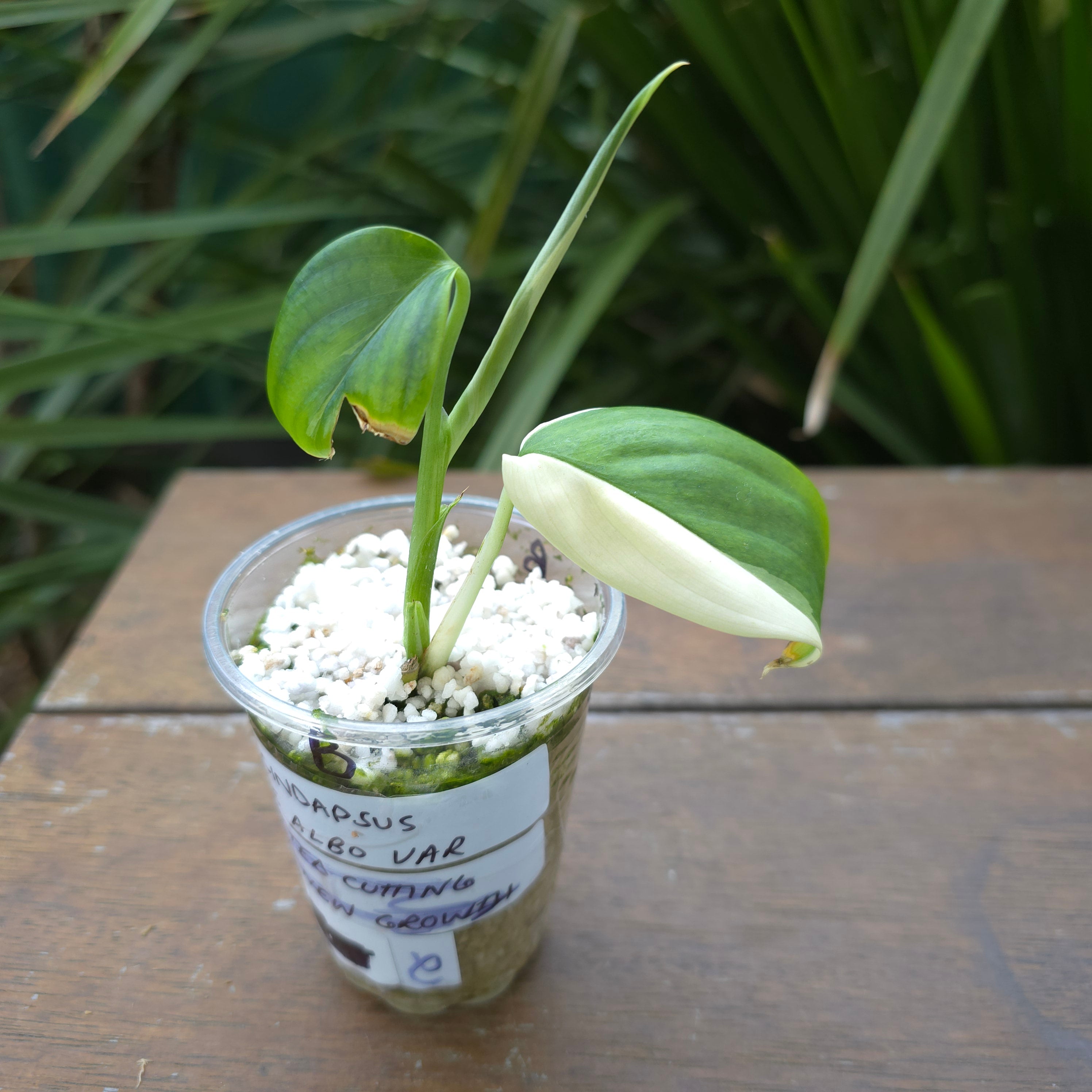 🌿Super Rare🌿Scindapsus Blue Albo Variegated litte plant (B) non tc – My ...