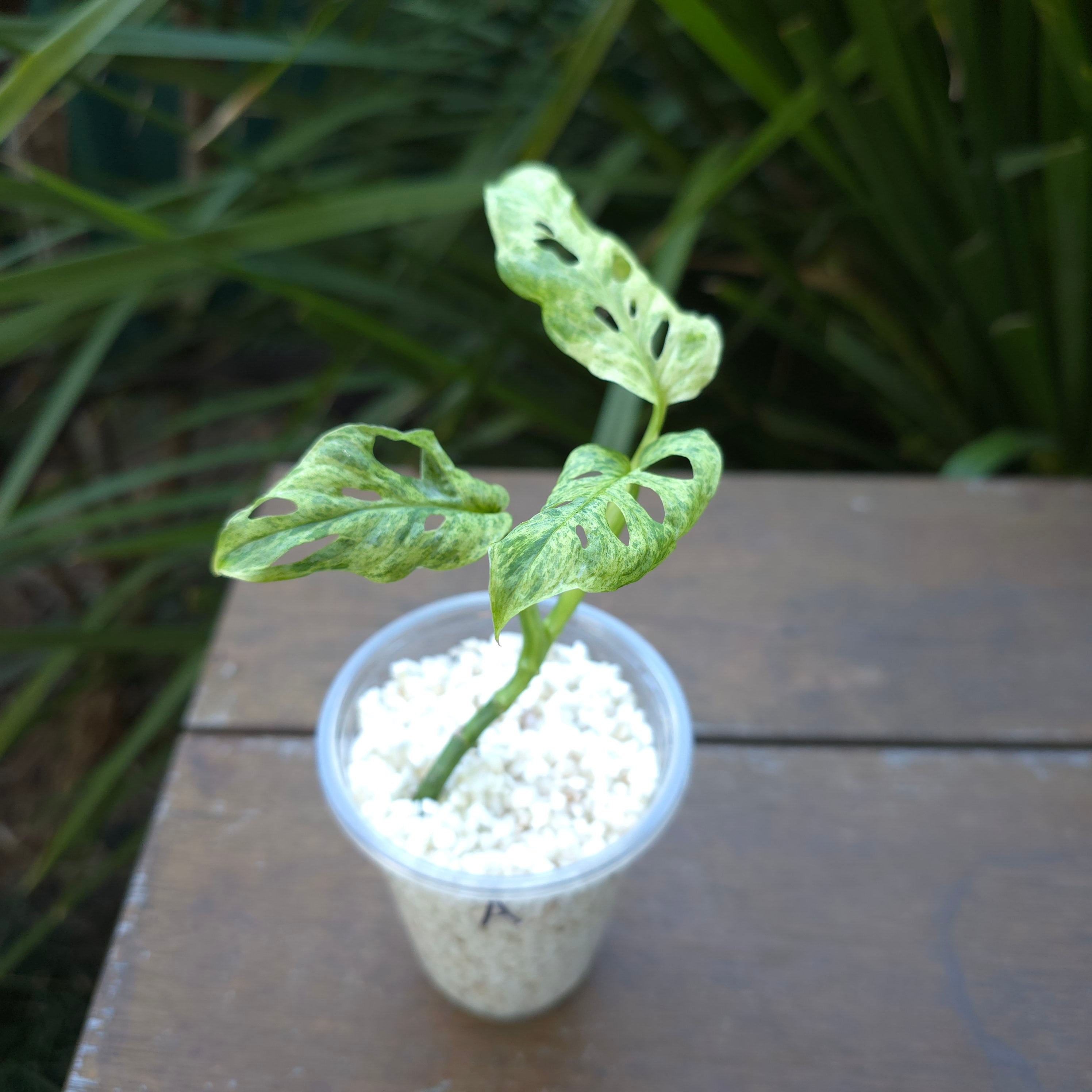 Rare Monstera Adansonii Mottled / Mint variegated plant (A) non tc – My ...