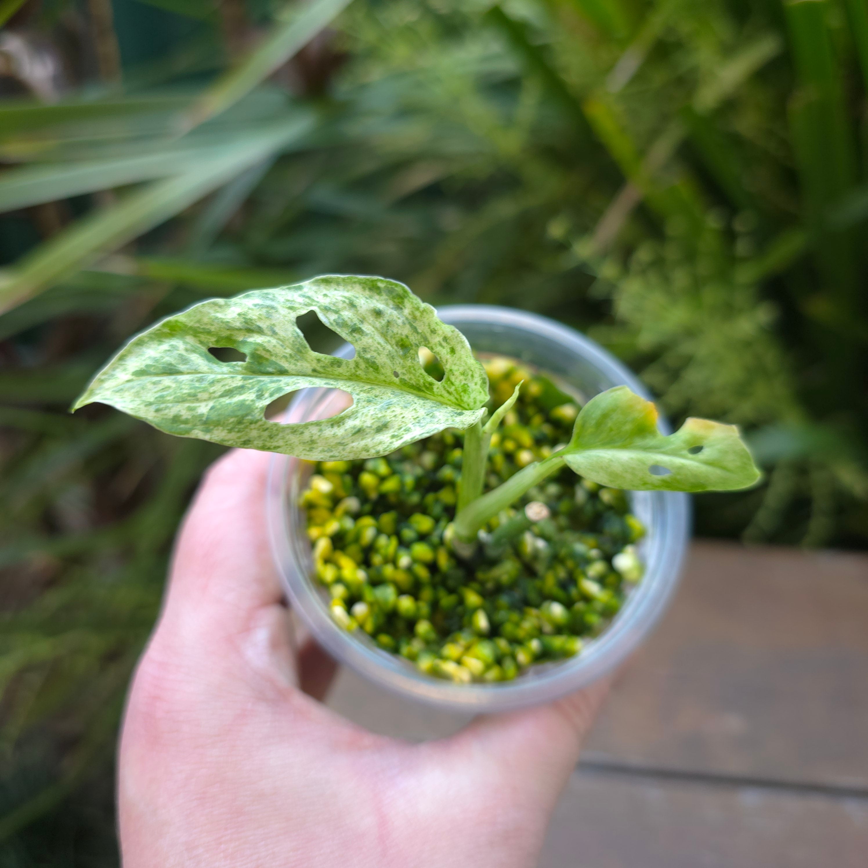 Rare Monstera Adansonii Mottled / Mint variegated plant non tc – My ...
