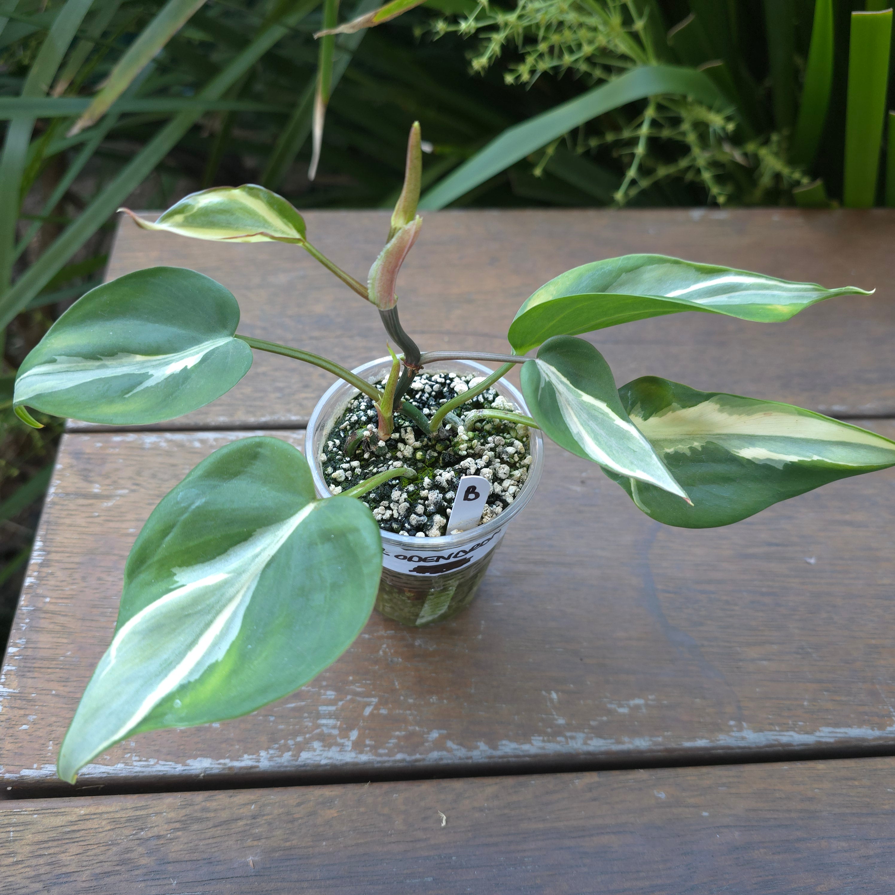 UPDATED PICS🌿Rare Philodendron Rio established plant (B) non tc – My ...