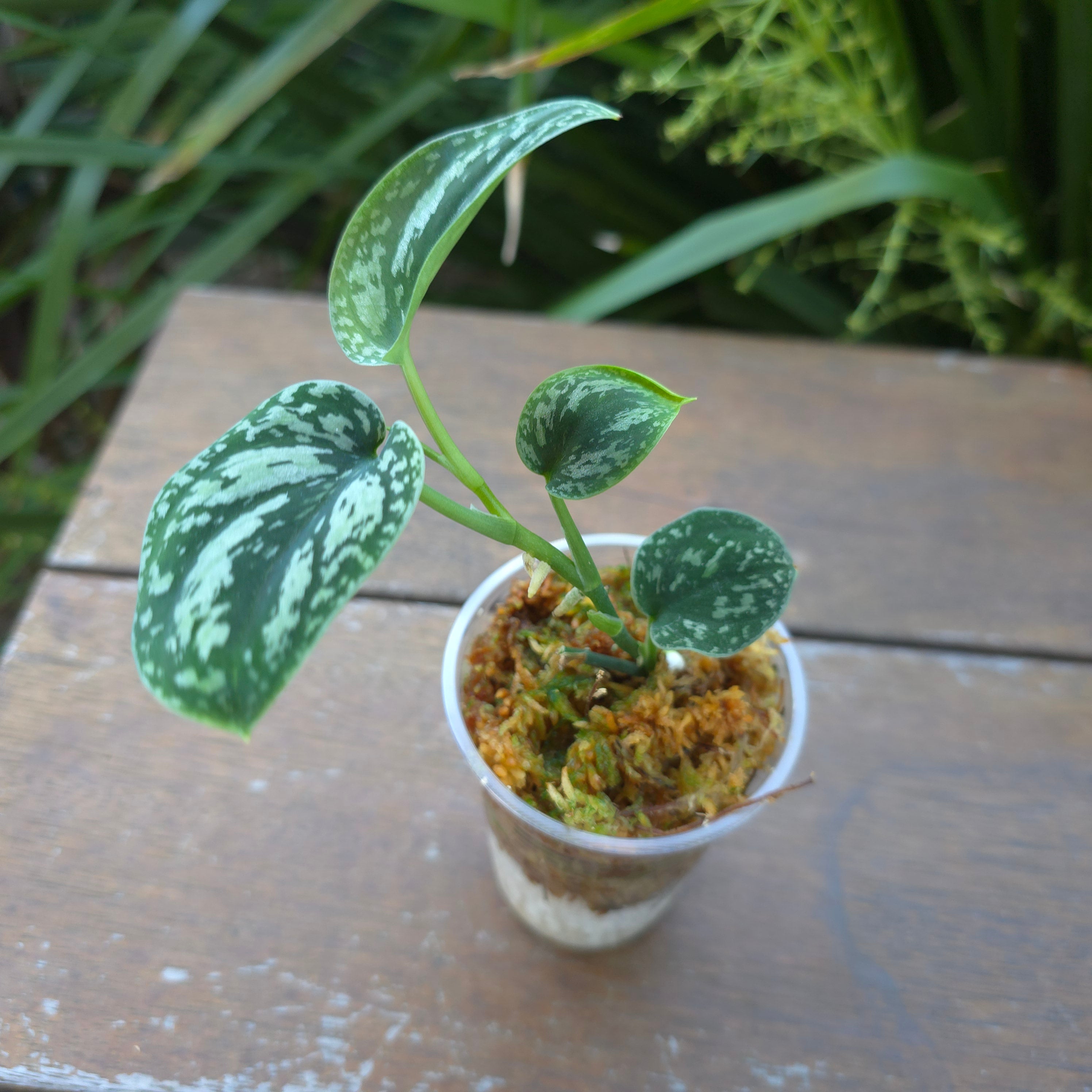 Rare Scindapsus Tricolour variegated established baby plant (A)Non TC ...