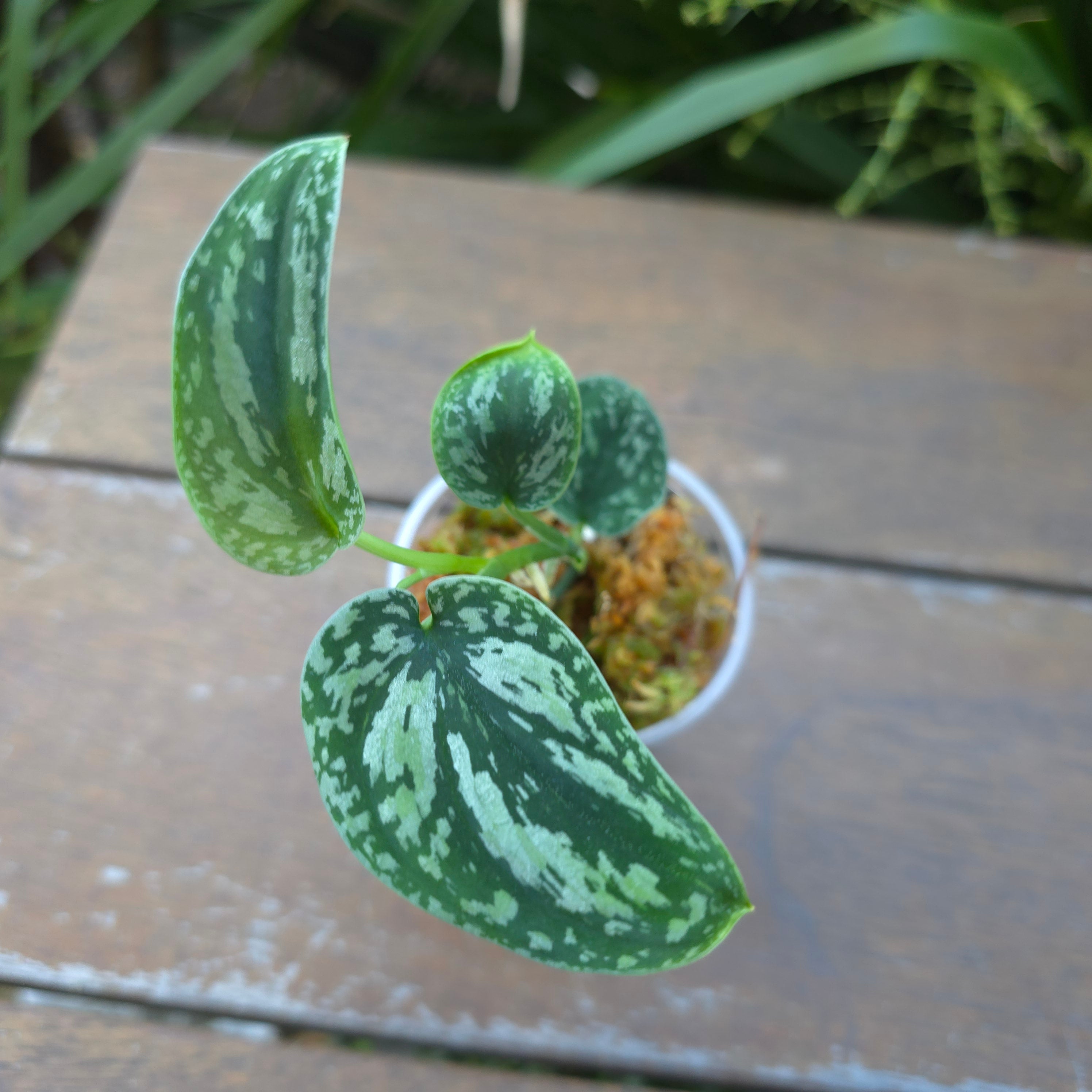 Rare Scindapsus Tricolour variegated established baby plant Non TC – My ...