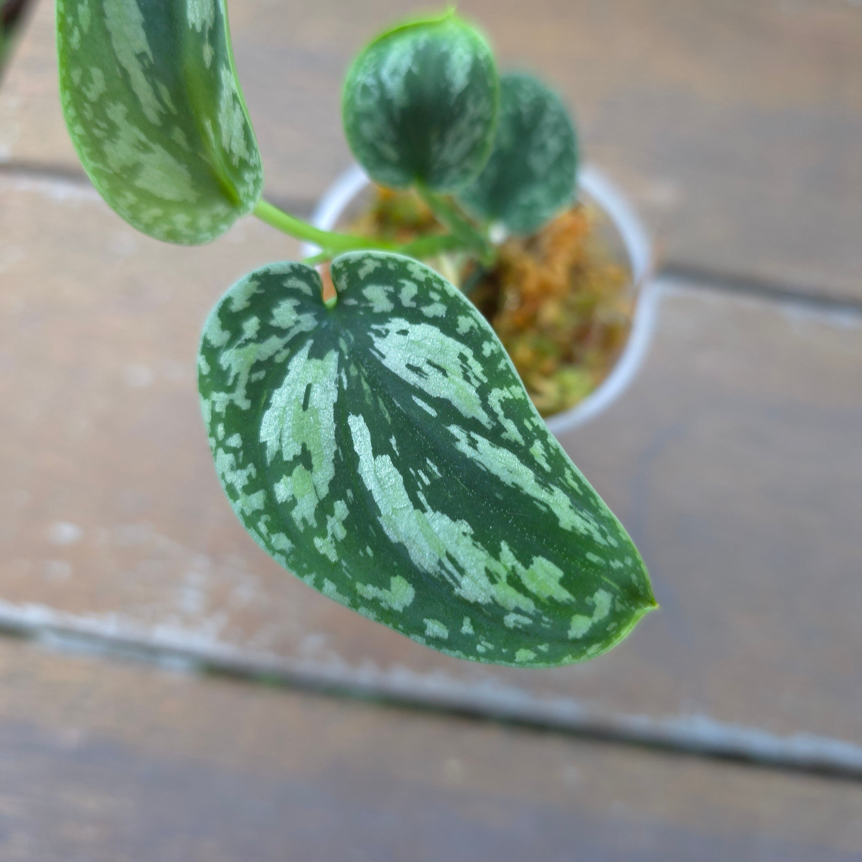 Rare Scindapsus Tricolour variegated established baby plant (A)Non TC ...