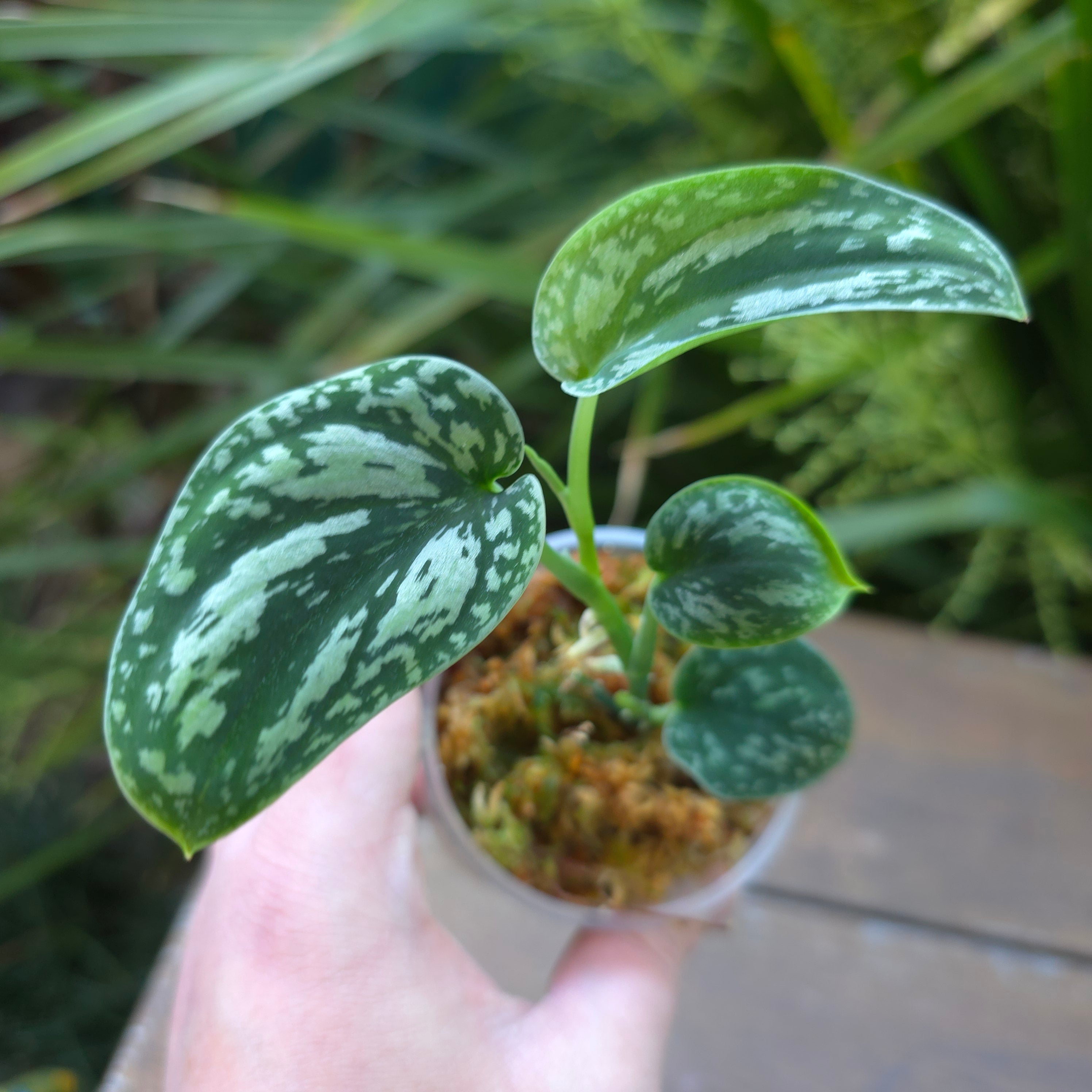 Rare Scindapsus Tricolour variegated established baby plant (A)Non TC ...