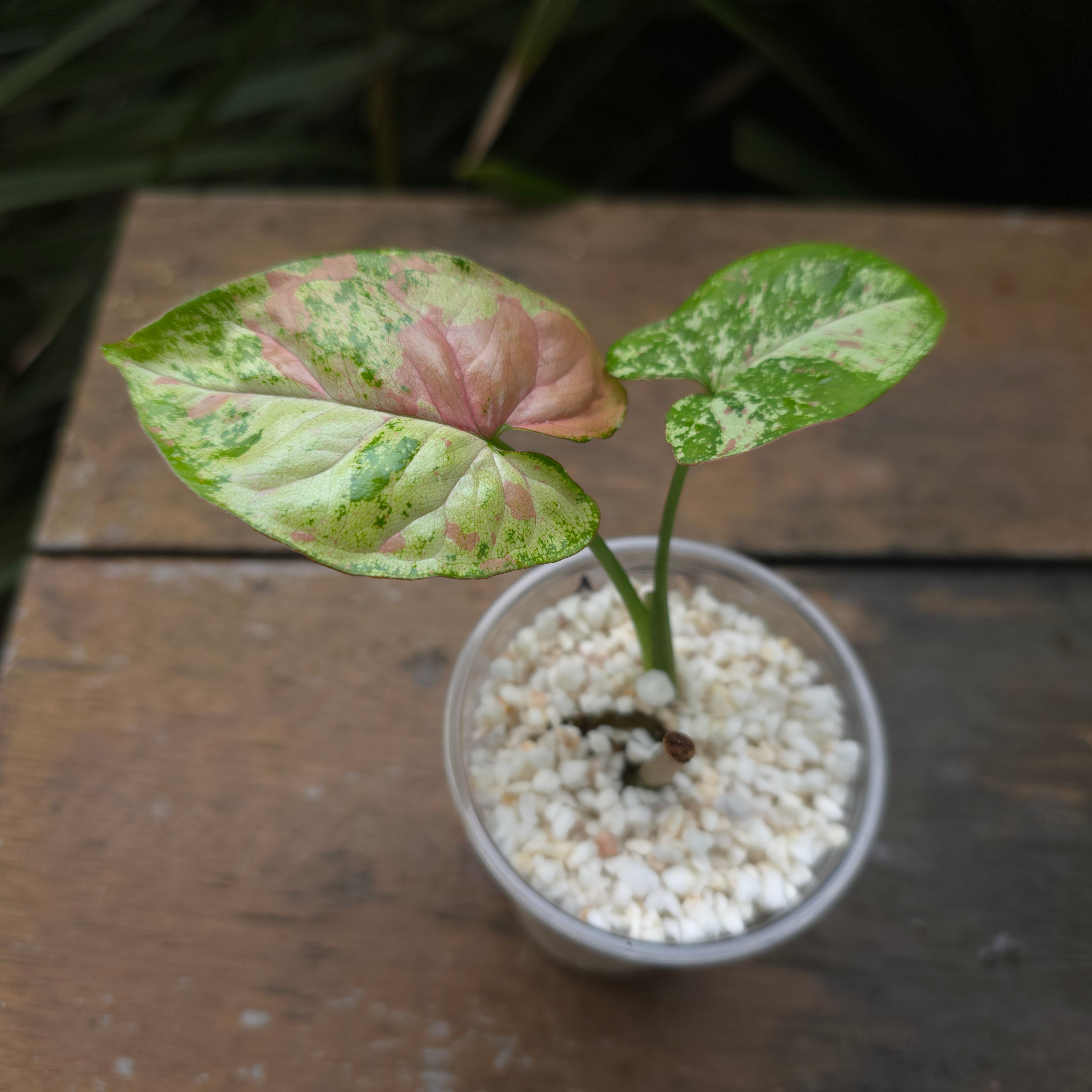 Rare Syngonium Confetti Tricolour established plant non tc (A) – My ...