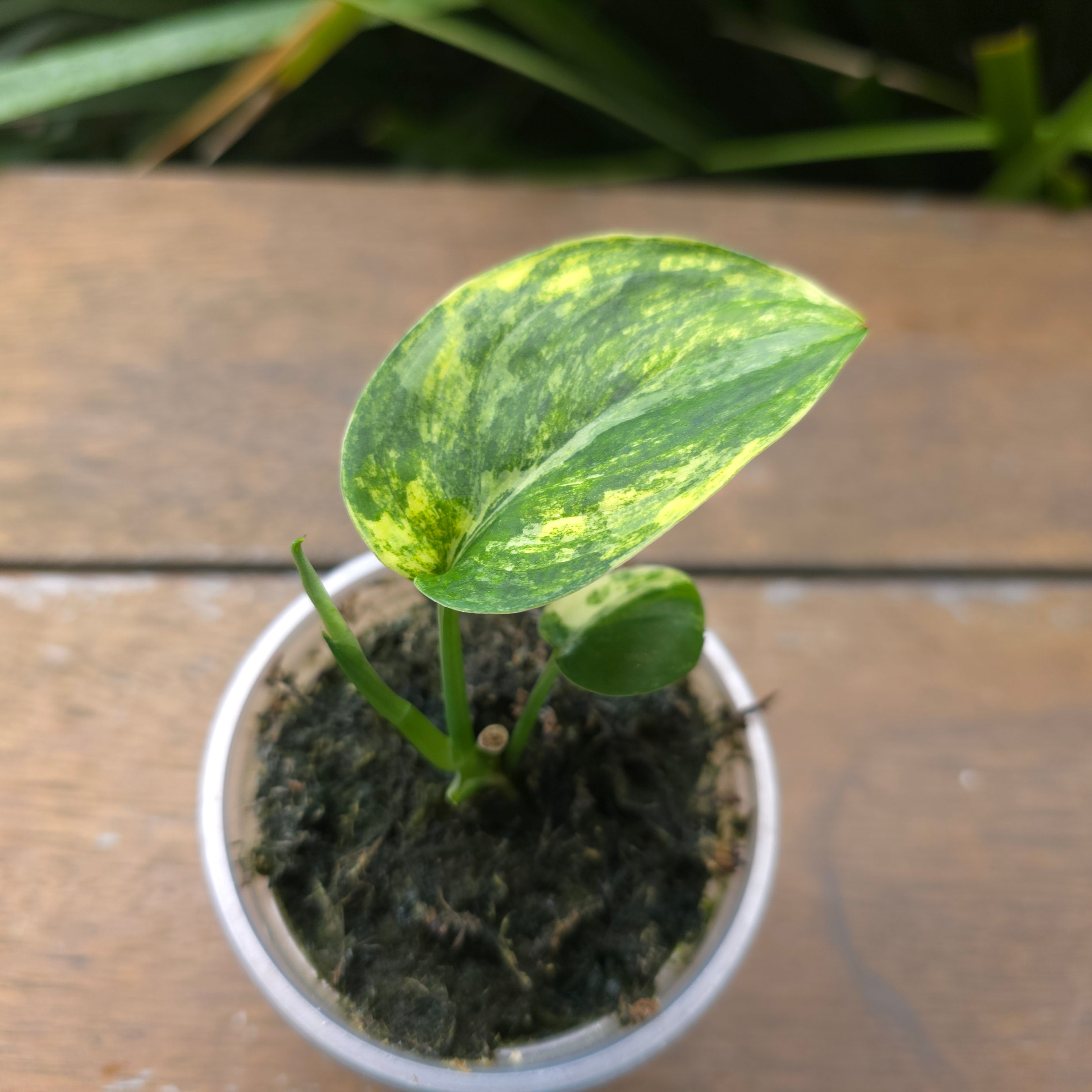 Rare Scindapsus Jade Satin Aurea variegated established plant (B) Non ...