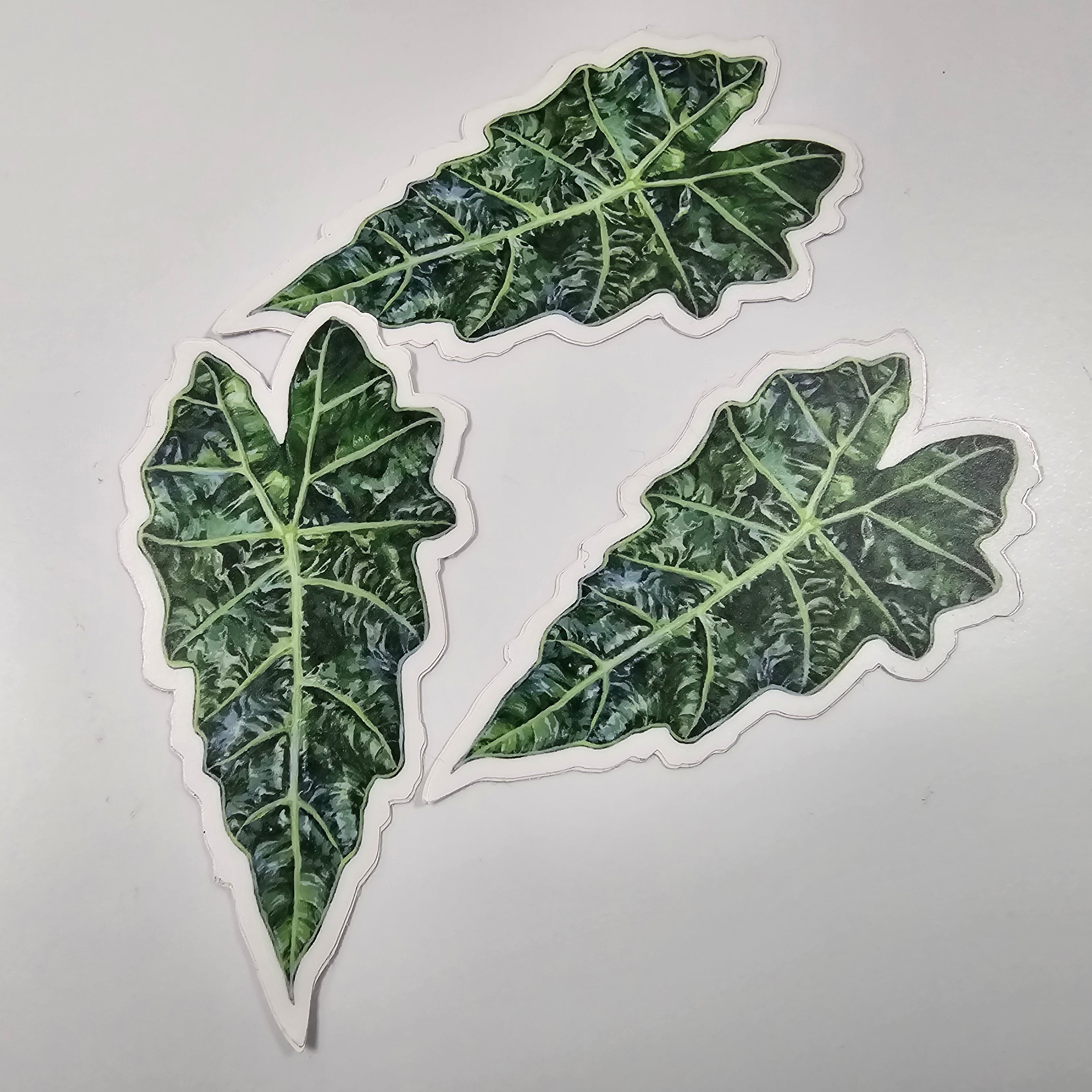 Alocasia Amazonica Polly Vinyl houseplant Sticker – My Plantasy