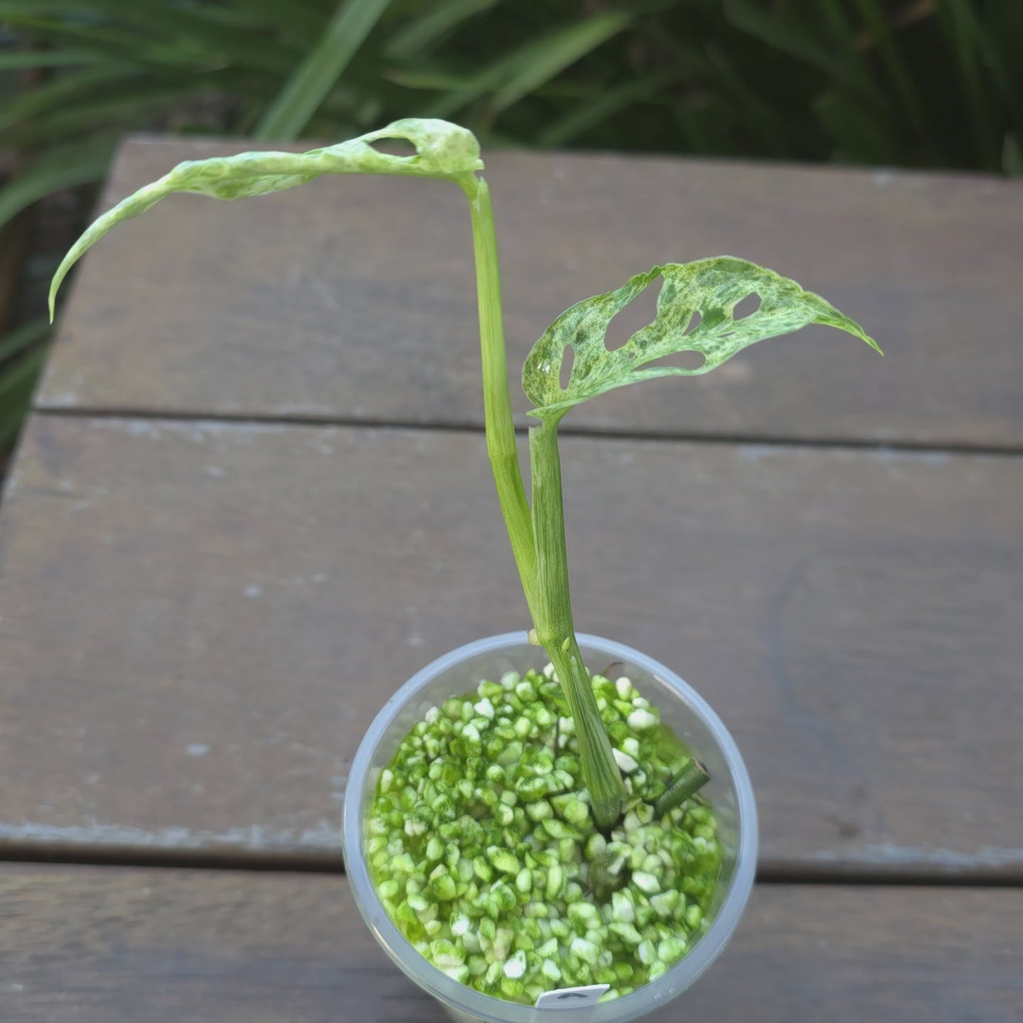 Rare Monstera Adansonii Mottled / Mint variegated plant – My Plantasy