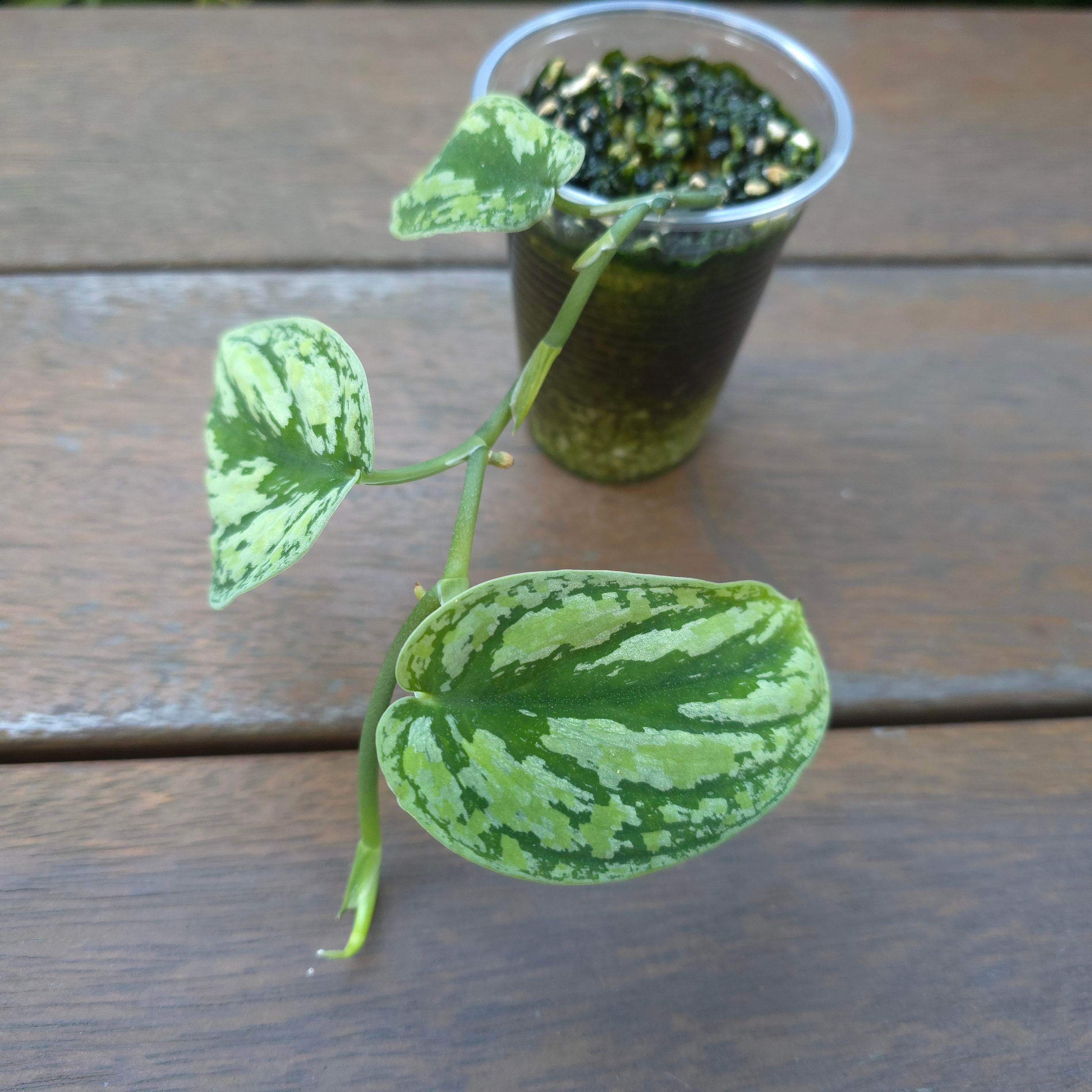 Rare Scindapsus Tricolour variegated established baby plant Non TC – My ...