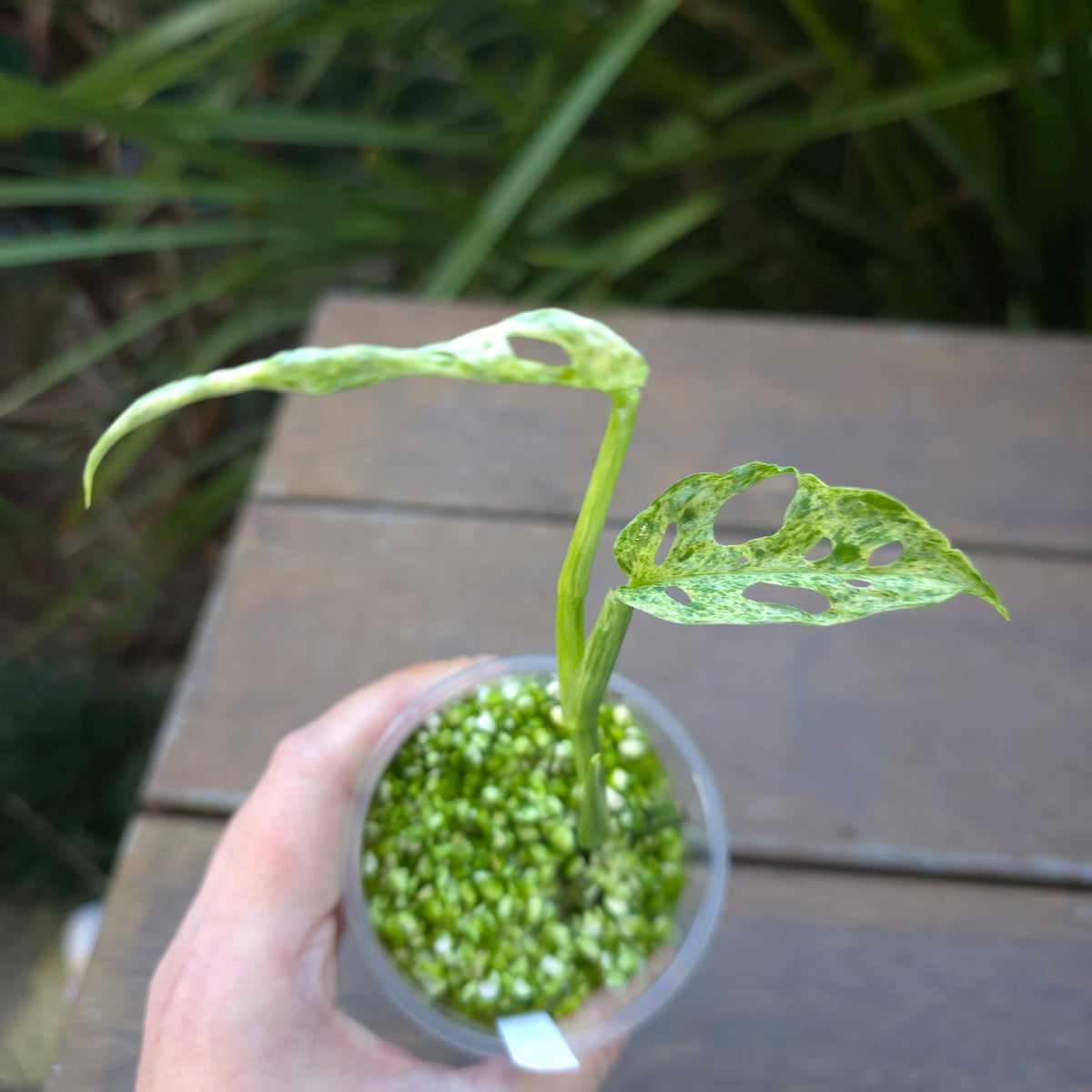 Rare Monstera Adansonii Mottled / Mint variegated plant – My Plantasy