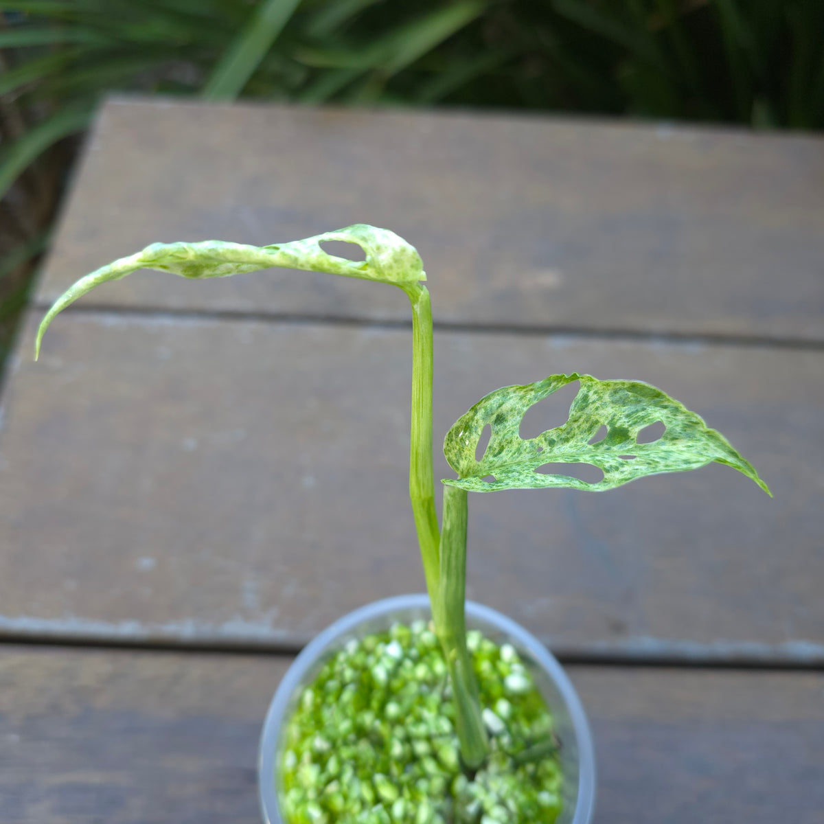 Rare Monstera Adansonii Mottled / Mint variegated plant – My Plantasy