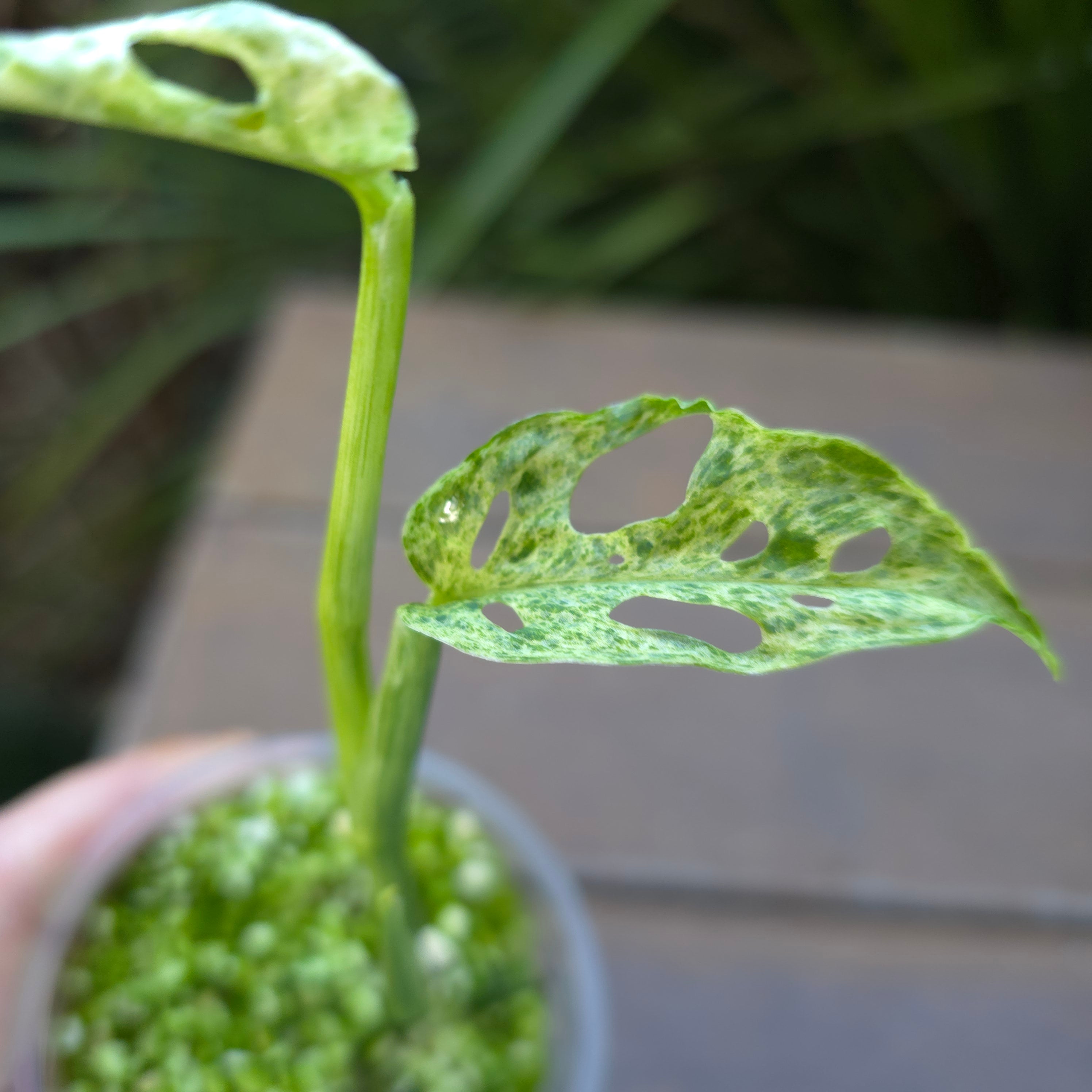Rare Monstera Adansonii Mottled / Mint variegated plant – My Plantasy
